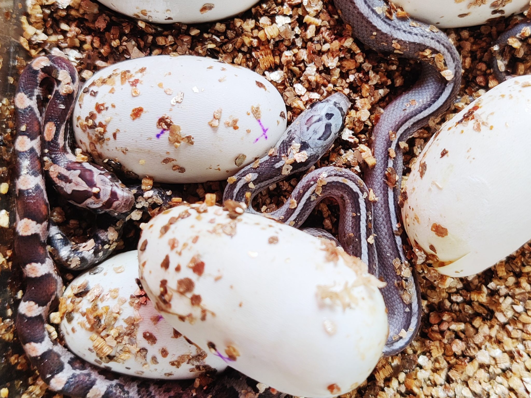 Hatchlings – Firewood Snakes